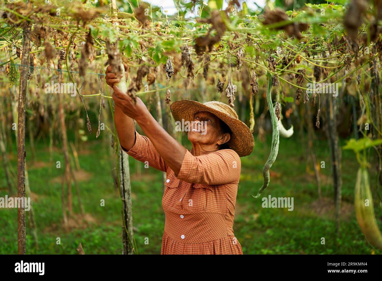 Senior happy Indian female farmer in straw hat holding her zucchini ...