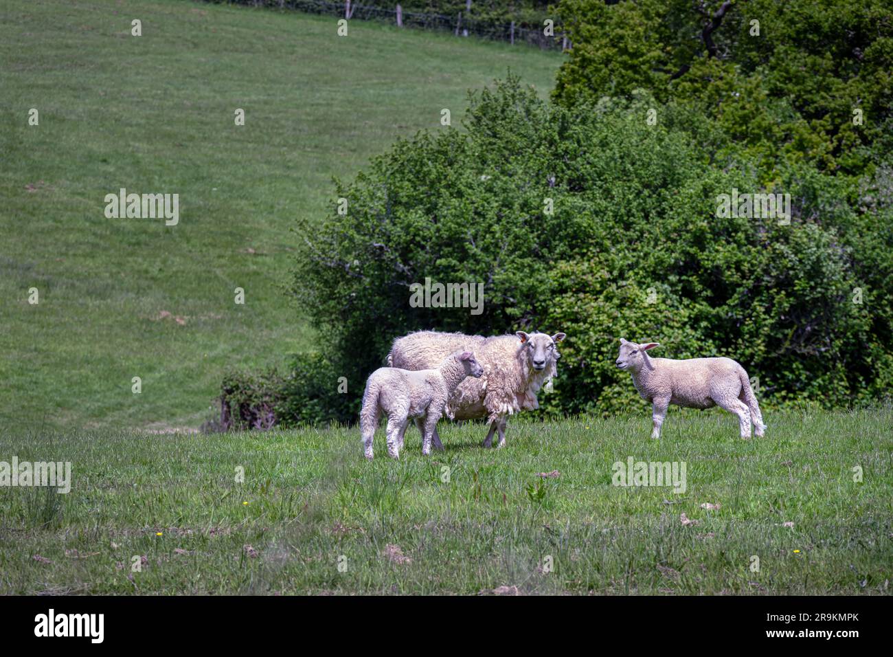 White ewe and her two lambs in a field in spring Stock Photo - Alamy