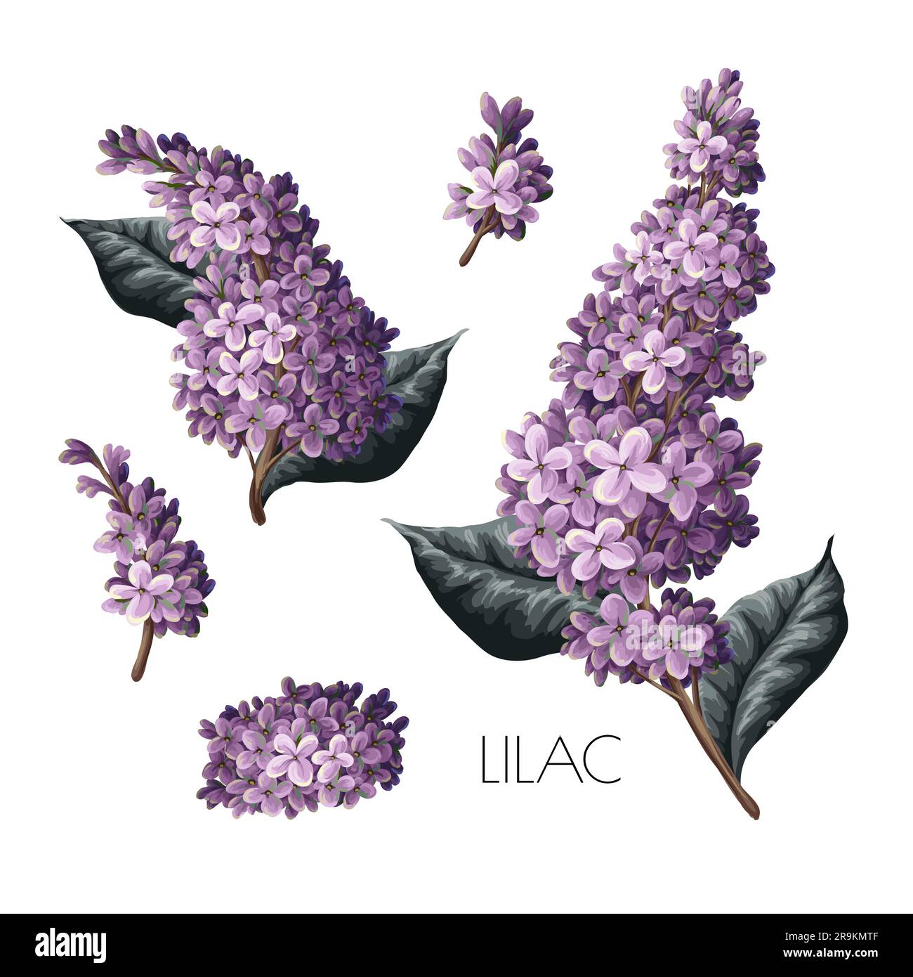 Purple lilac and leves isolated. Vector Stock Vector Image & Art - Alamy