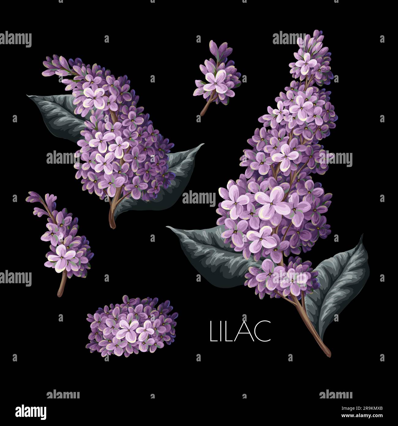 Purple lilac and leves isolated. Vector Stock Vector Image & Art - Alamy