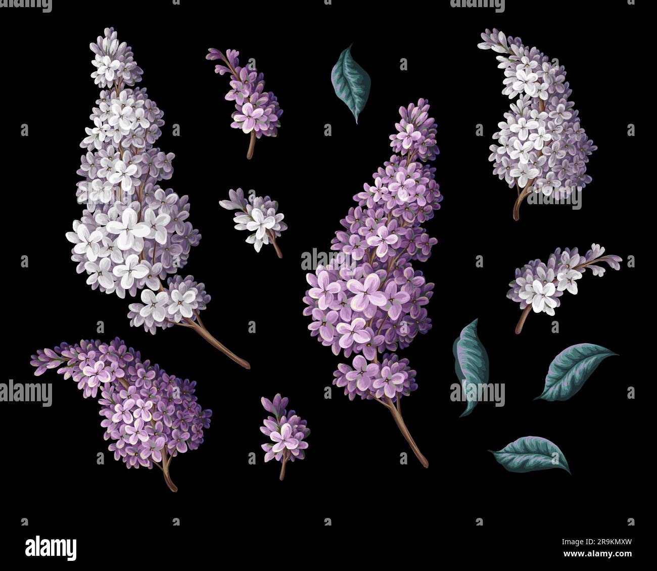 Purple lilac and leves isolated. Vector Stock Vector Image & Art - Alamy