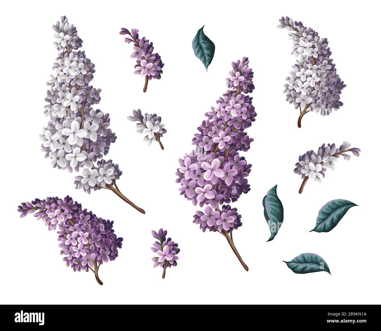 Purple lilac and leves isolated. Vector Stock Vector Image & Art - Alamy