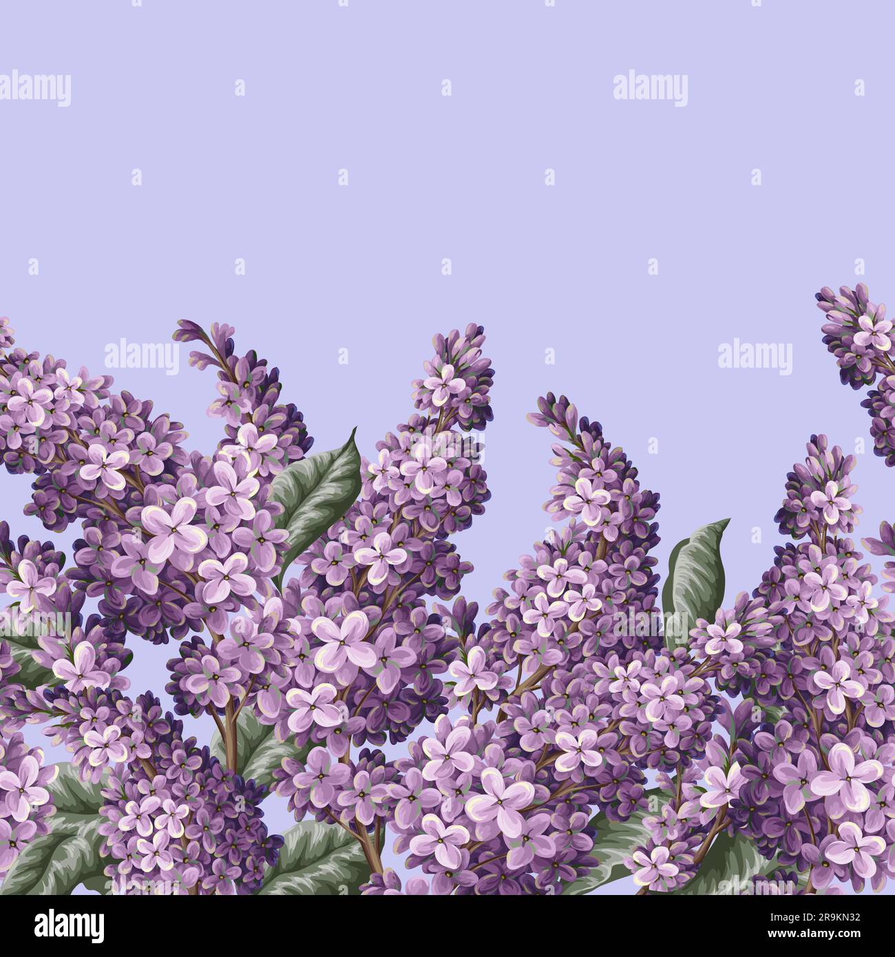 Border with purple lilacs. Vector Stock Vector Image & Art - Alamy