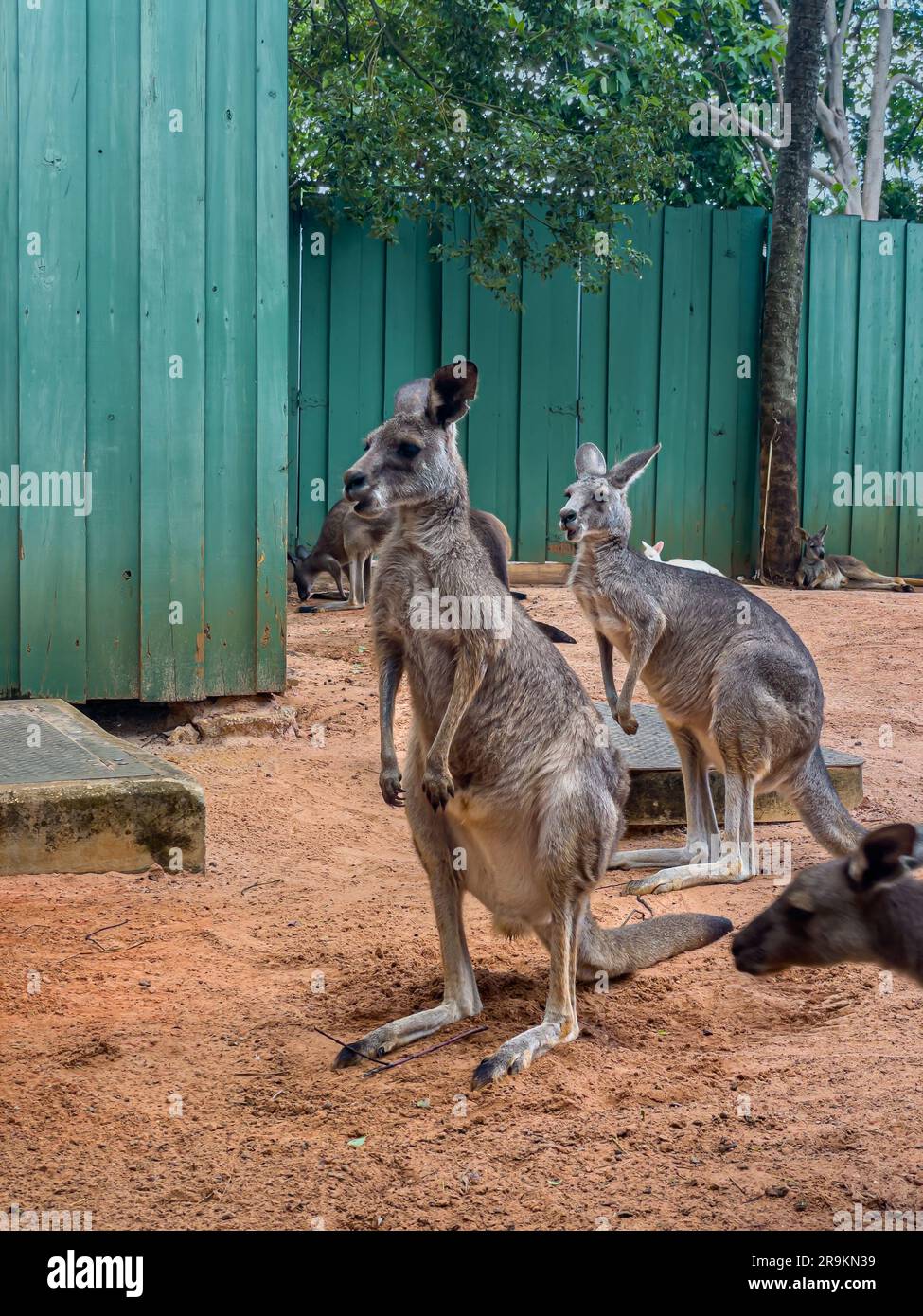 Red kangaroo with joey in pouch hi-res stock photography and images - Alamy