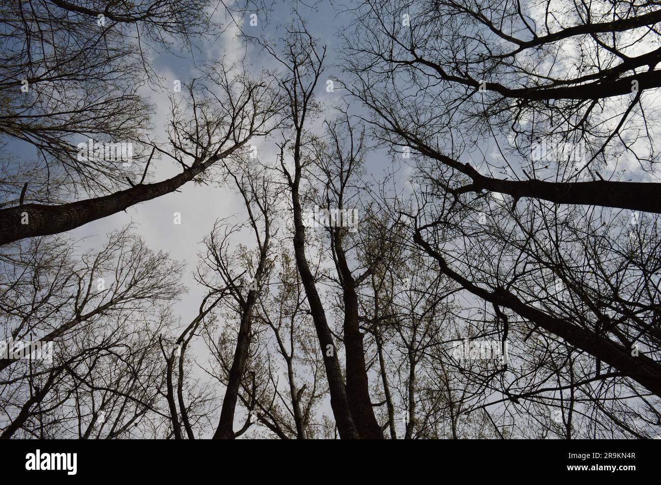 A vast landscape of tall trees reaching up into a cloudy sky ...