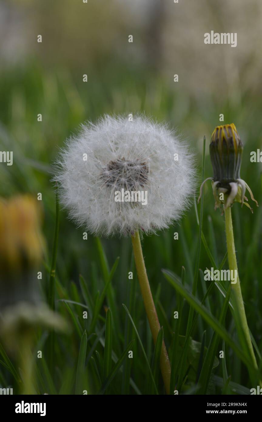 A close-up of a patch of grass with a mix of dandelion and other weeds illuminated by natural ...