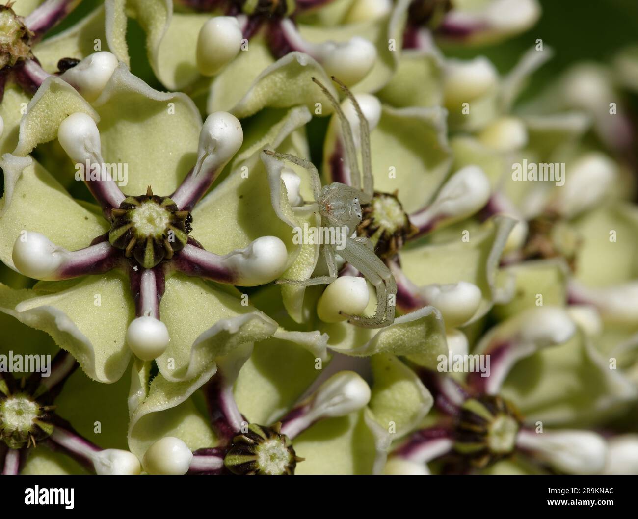 monarch host plant Stock Photo - Alamy