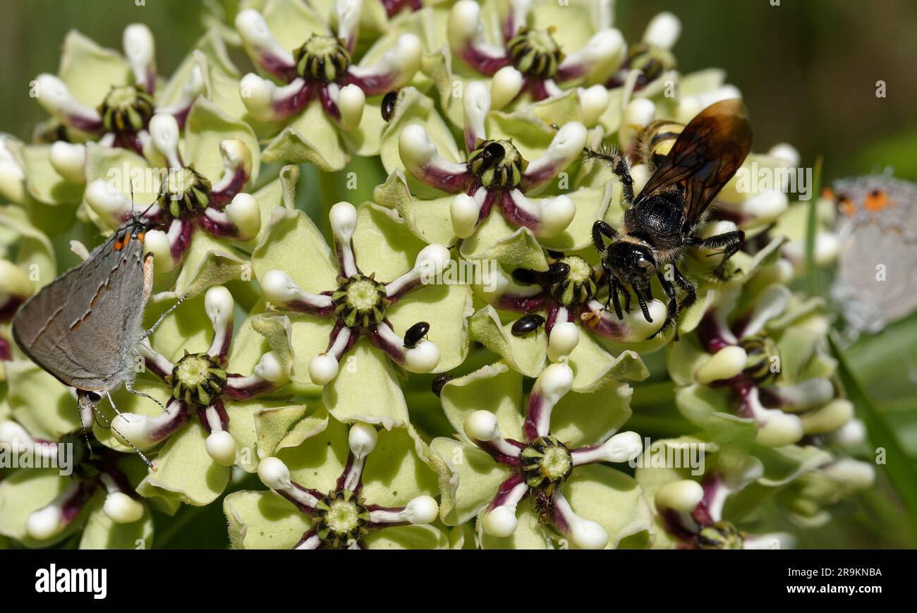 monarch host plant Stock Photo - Alamy