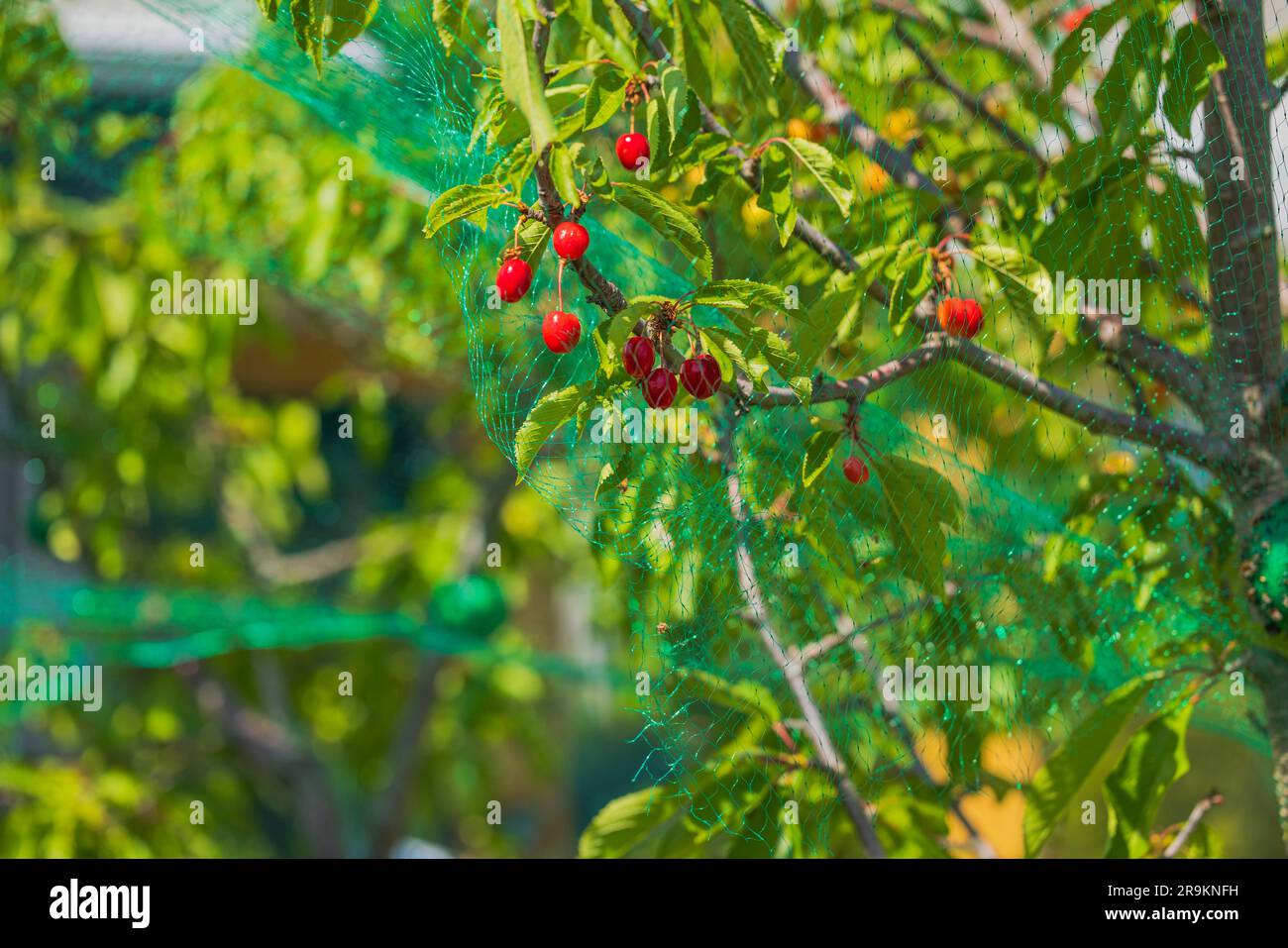 Fresh cherry harvest bird berries hi-res stock photography and images ...
