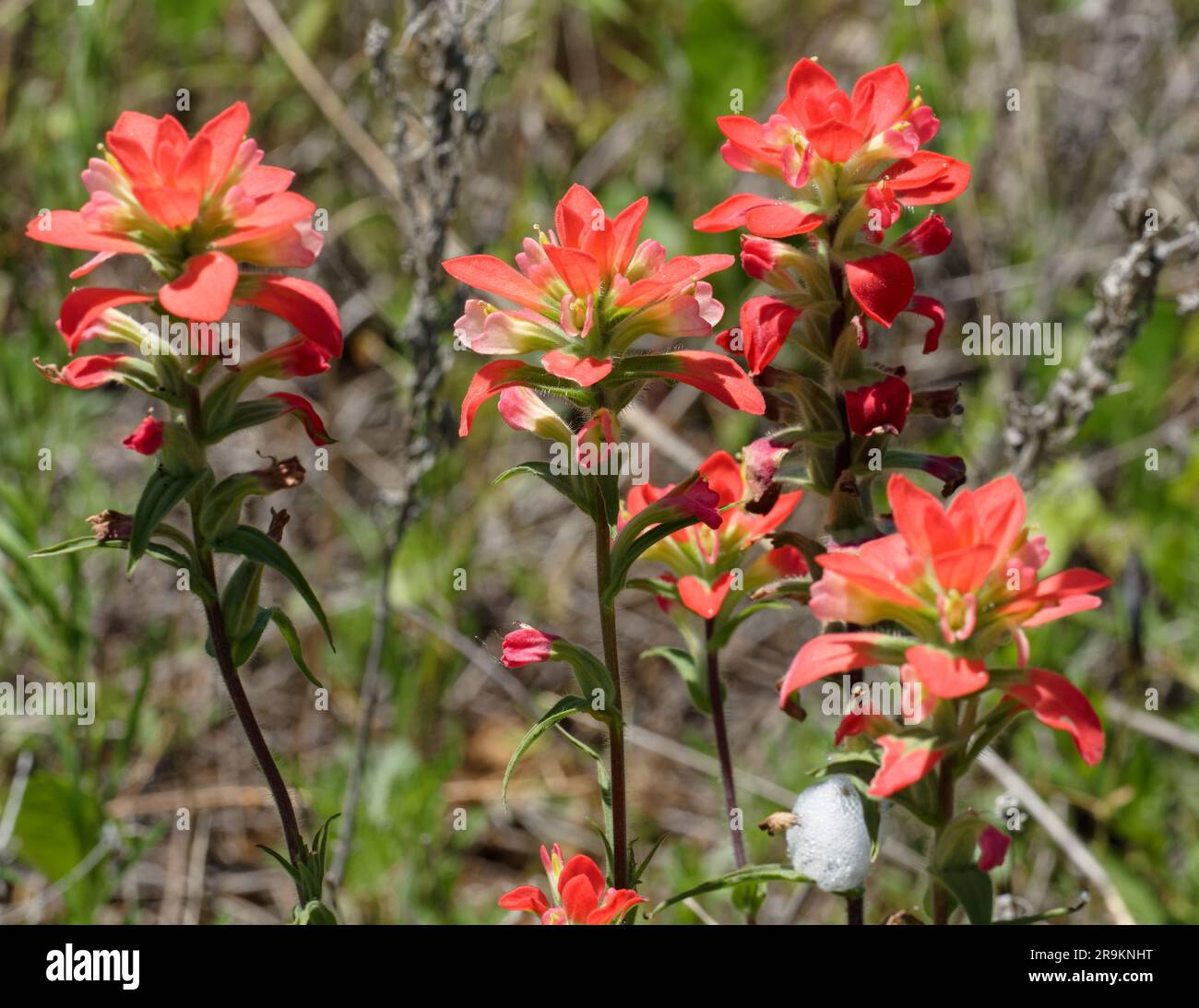 The indian paintbrush hi-res stock photography and images - Alamy