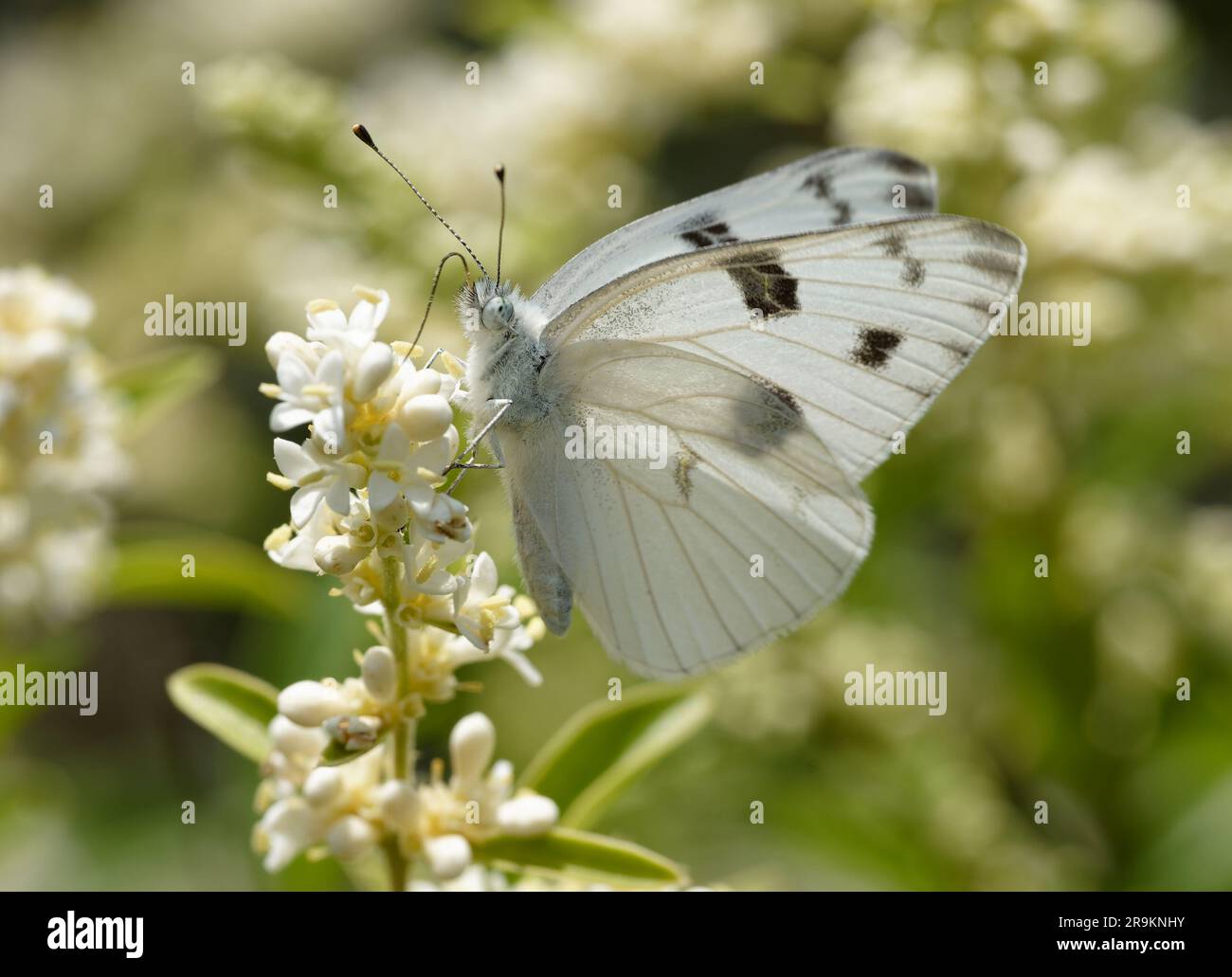 Checkered whites hi-res stock photography and images - Alamy