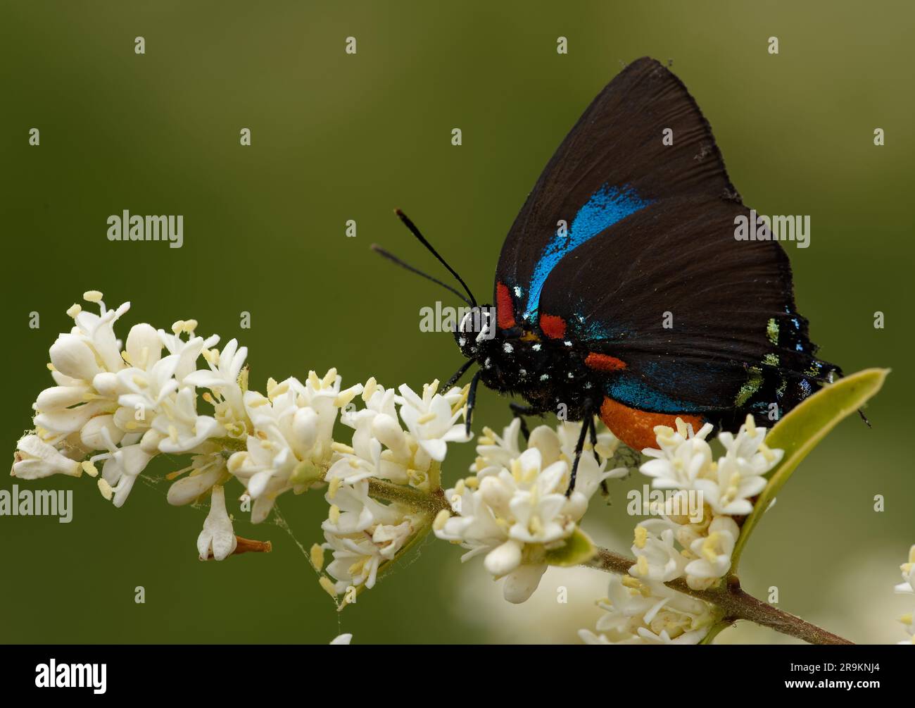 Great purple hairstreak butterfly hi-res stock photography and images ...
