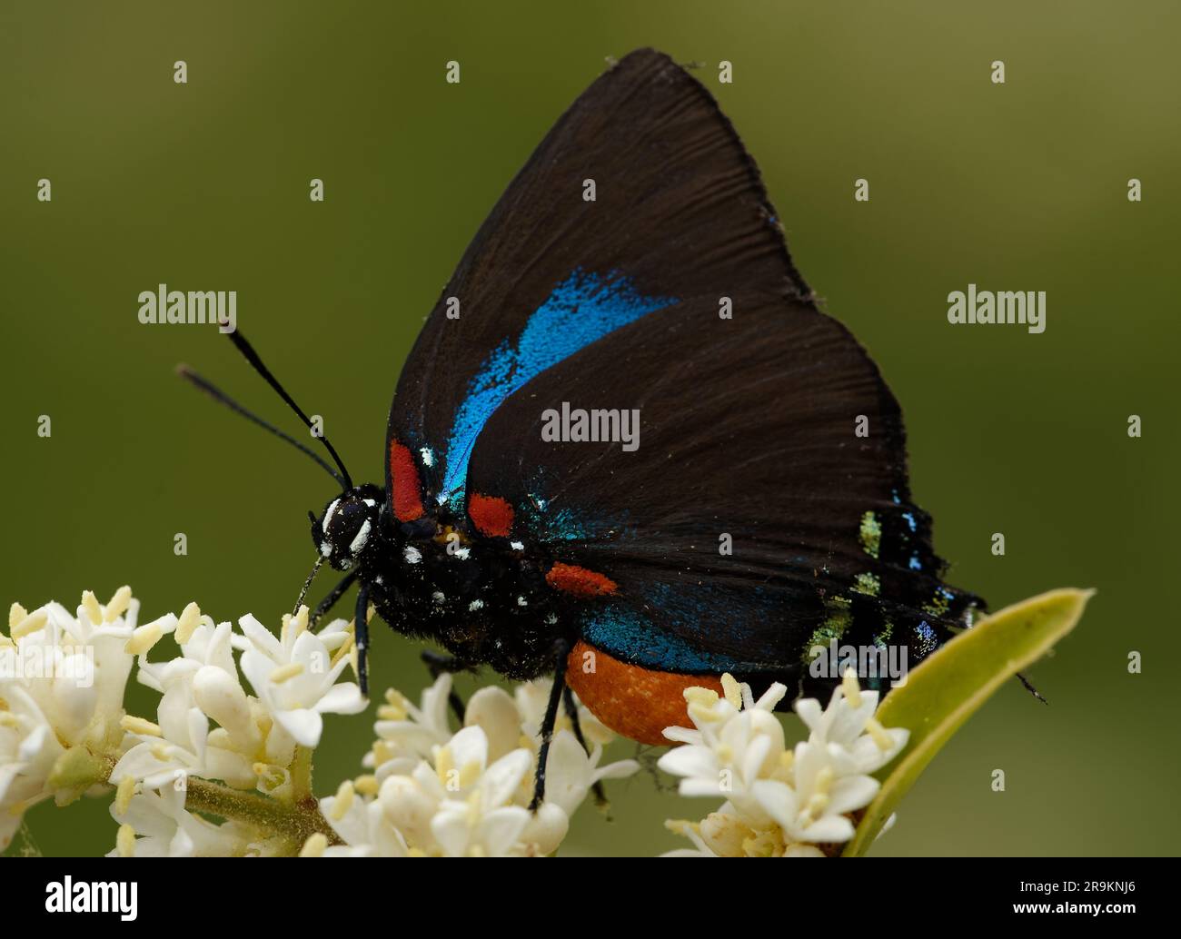 Great purple hairstreak butterfly hi-res stock photography and images ...