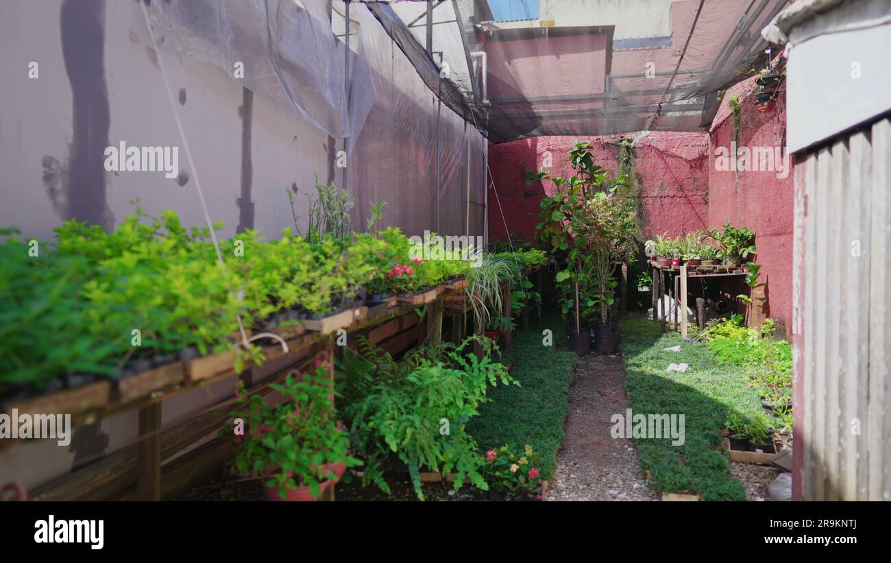 Array of potted plants at horticulture garden outside in backyard of ...