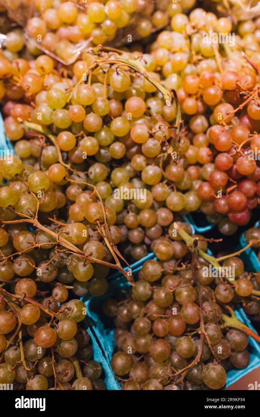 Carbs In Muscat Grapes at Summer Mathew blog