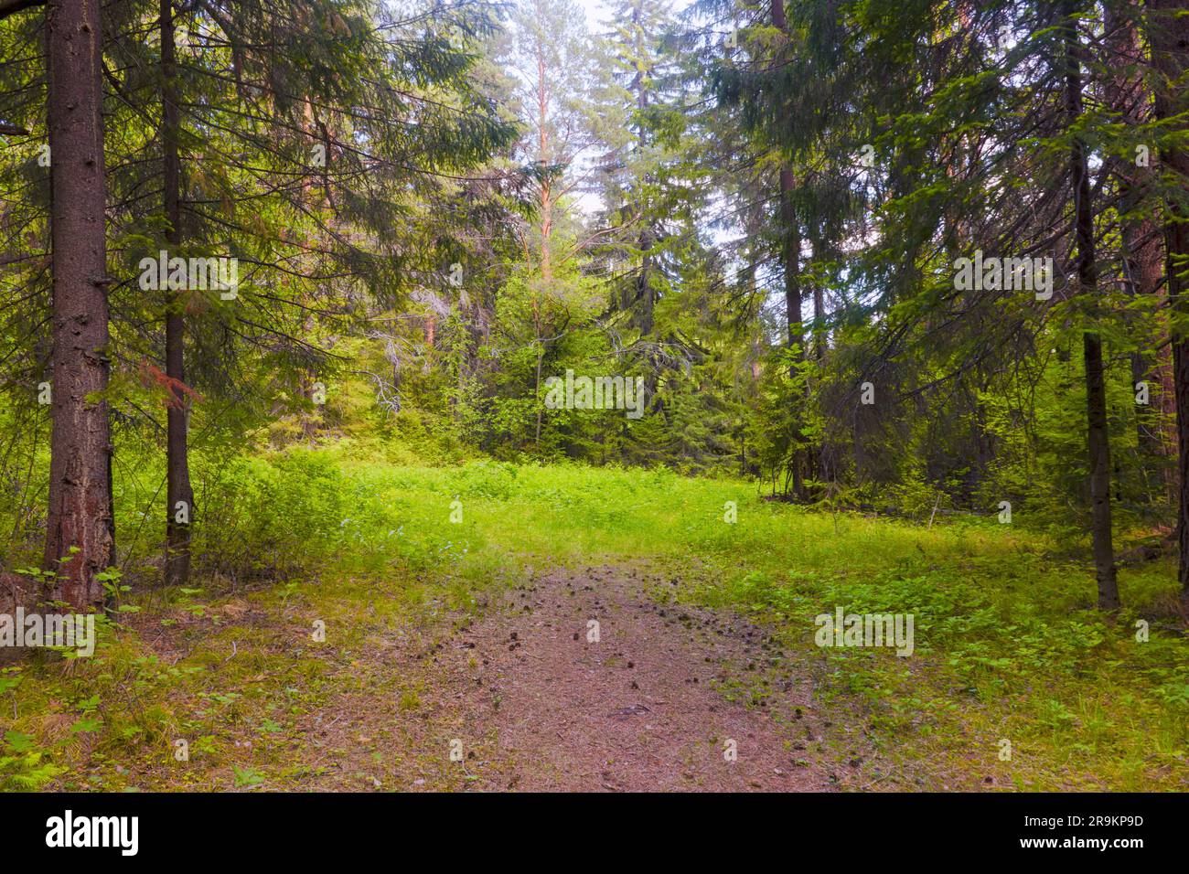 Summer landscape of green coniferous forest with narrow trail passing ...