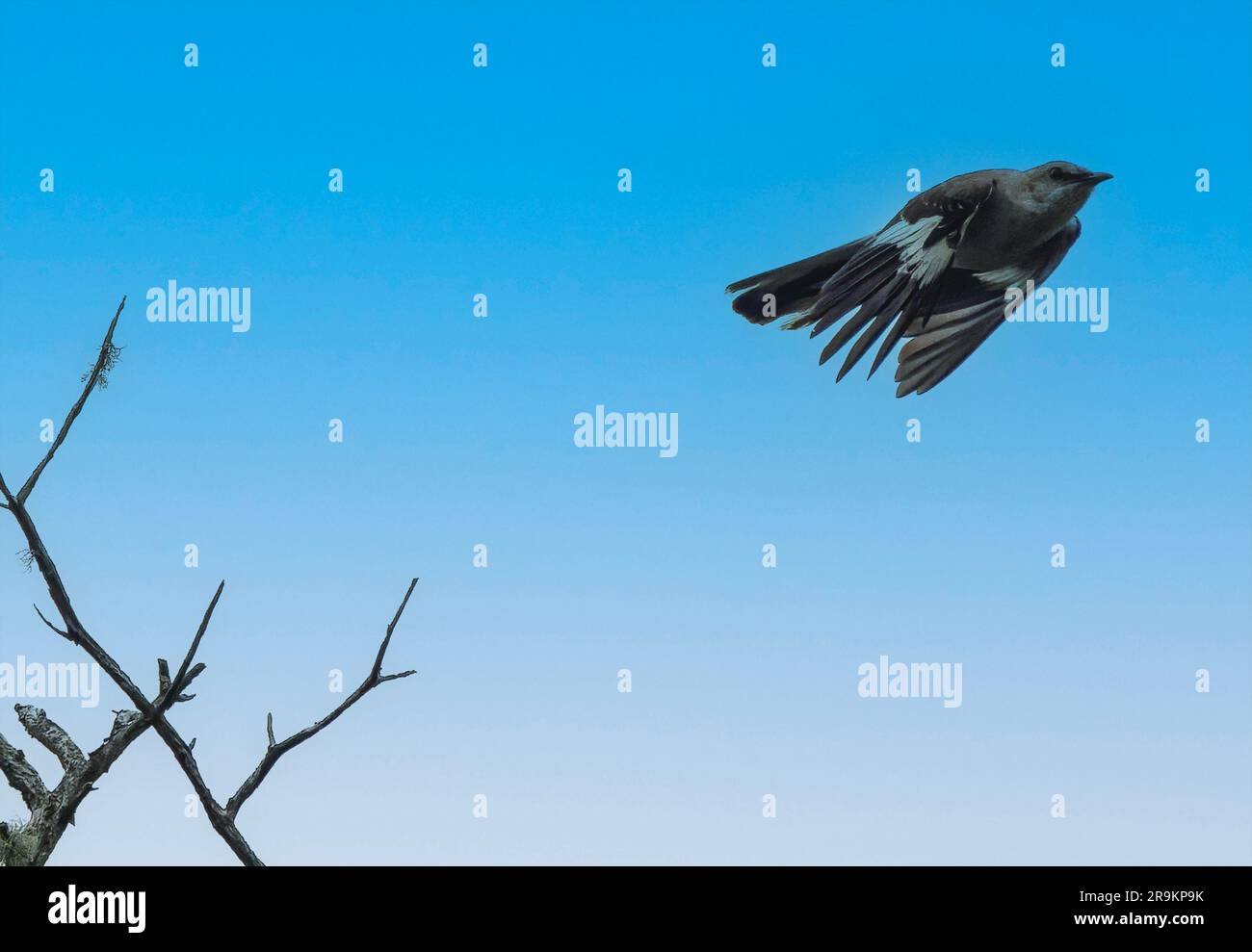 A Northern Mockingbird takes flight Stock Photo - Alamy
