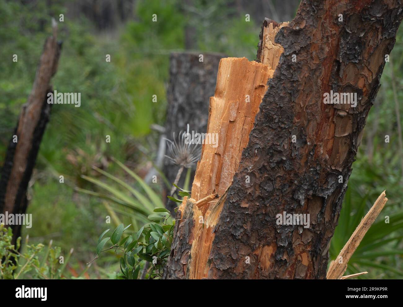 Tree split by lightning hi-res stock photography and images - Alamy