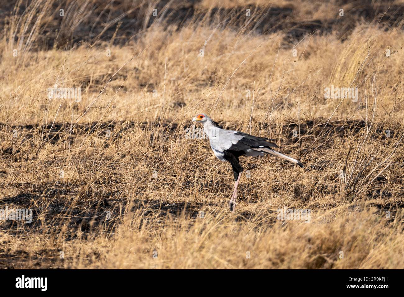 Secretarybird or Secretary Bird - Sagittarius serpentarius large ...