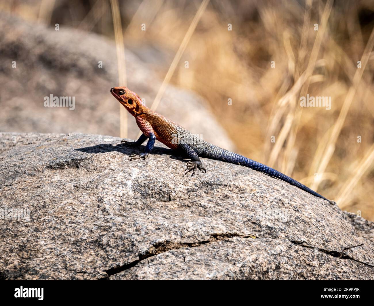 Orange headed lizard hi-res stock photography and images - Alamy