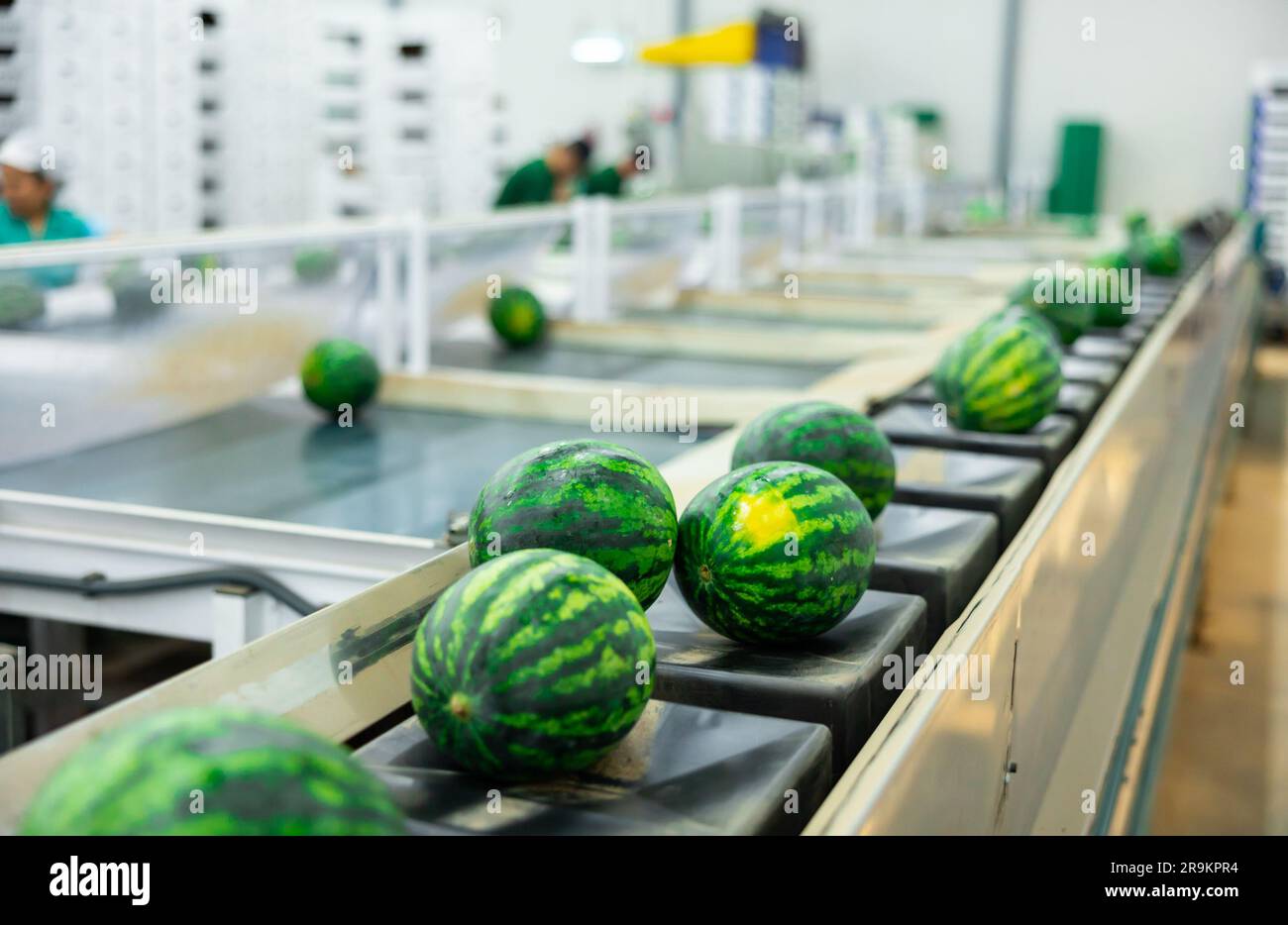 Green striped watermelons running on conveyor belt of sorting line ...