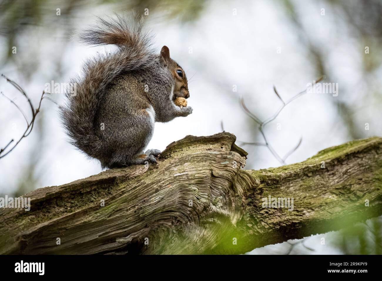 Grey squirrels in their natural environment Stock Photo - Alamy
