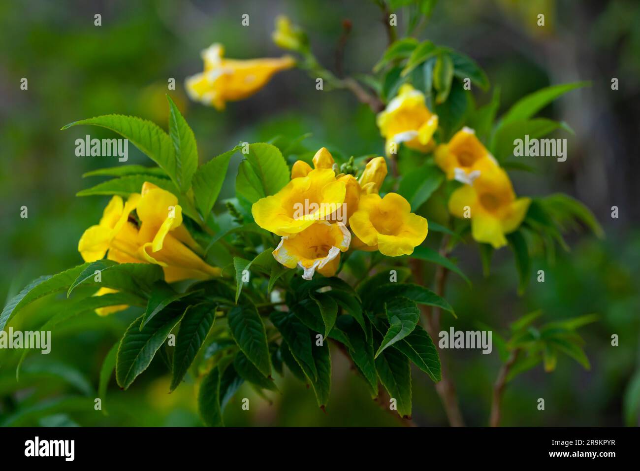Creeper botany flowers hi-res stock photography and images - Alamy