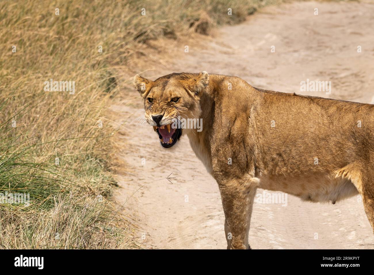 lioness roaring on past in serengeti national park, Tanzania Stock ...