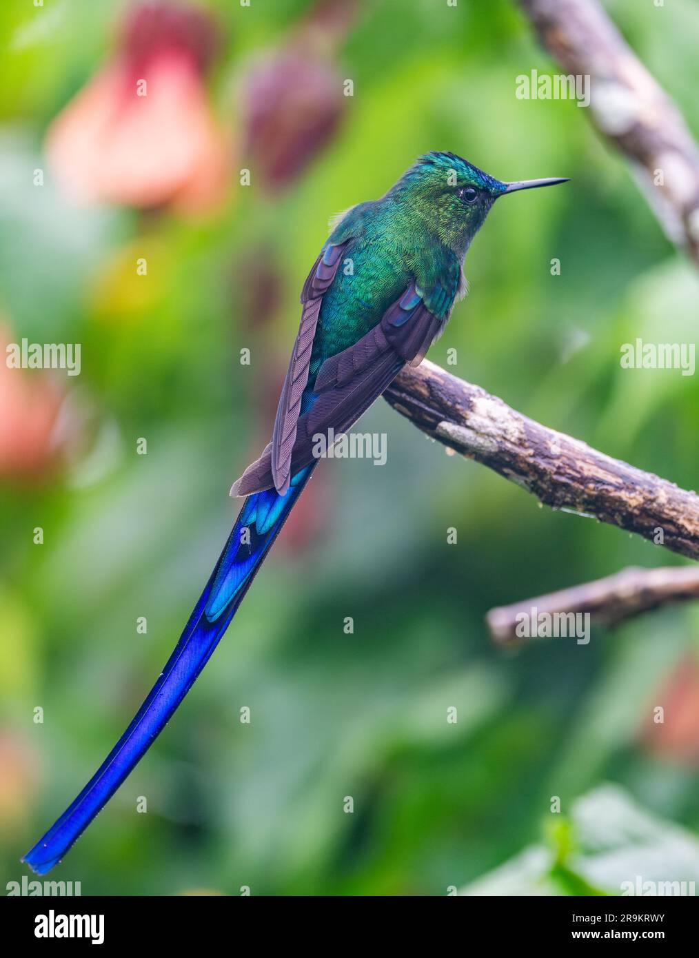 Long tailed bird hi-res stock photography and images - Alamy