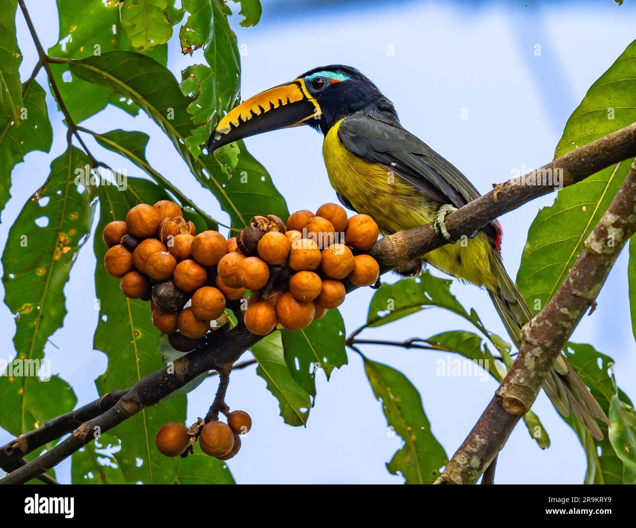 A Lettered Aracari (Pteroglossus inscriptus) feeding on figs. Colombia ...