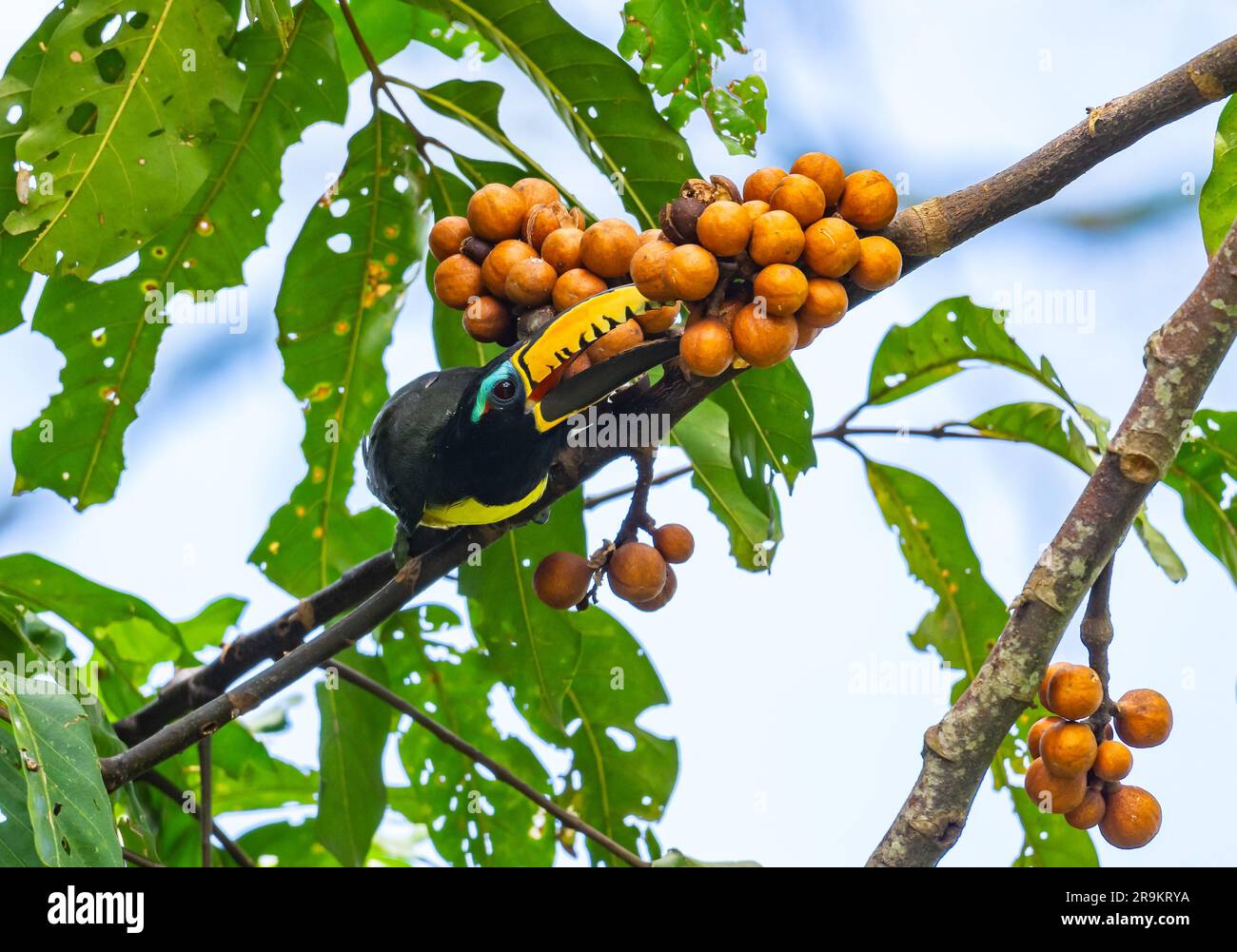 A Lettered Aracari (Pteroglossus inscriptus) feeding on figs. Colombia ...