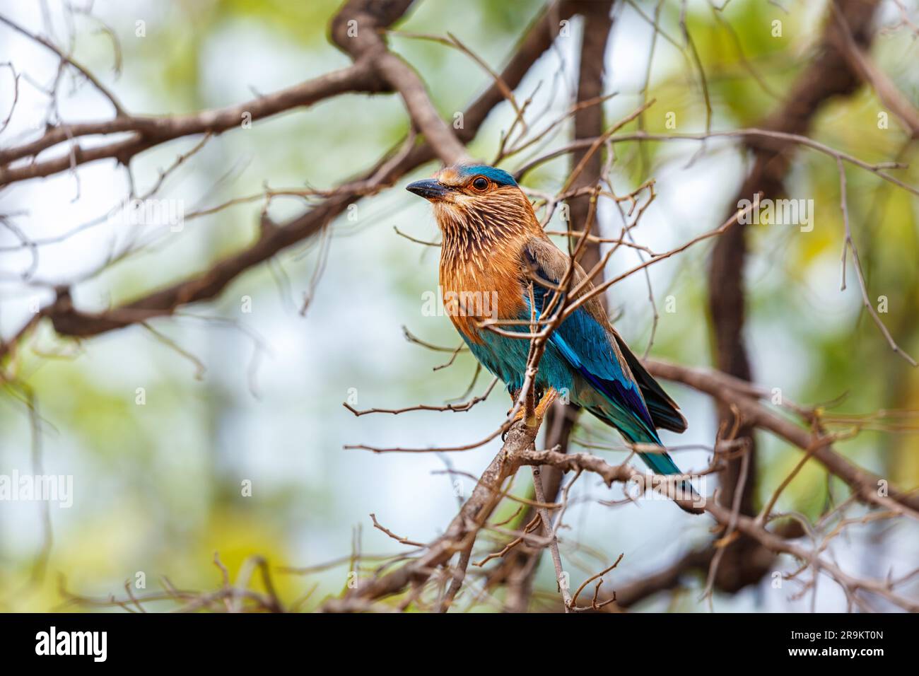 Indian roller single feather hi-res stock photography and images - Alamy
