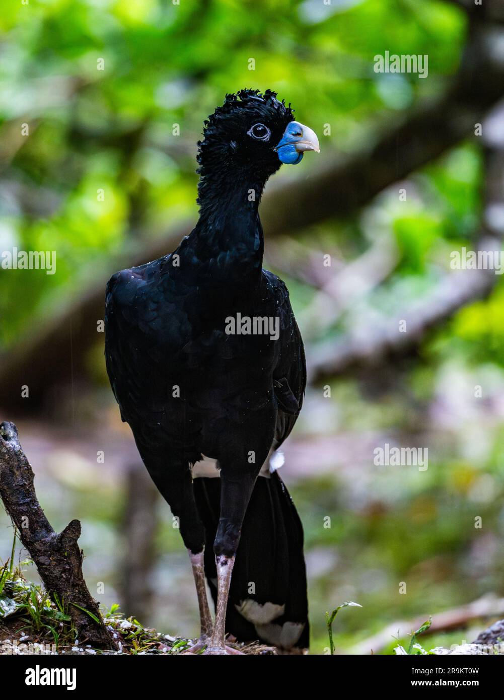 Blue-billed Curassow (Crax alberti) is a Critically Endangered species ...