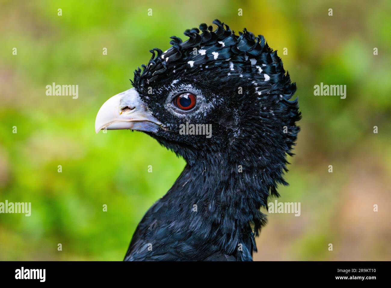 Blue-billed Curassow (Crax alberti) is a Critically Endangered species ...