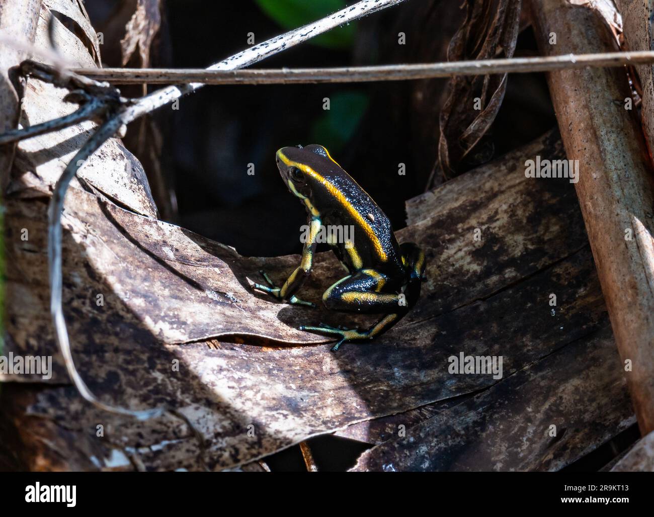 A Reticulated poison frog (Ranitomeya ventrimaculata) on forest floor ...