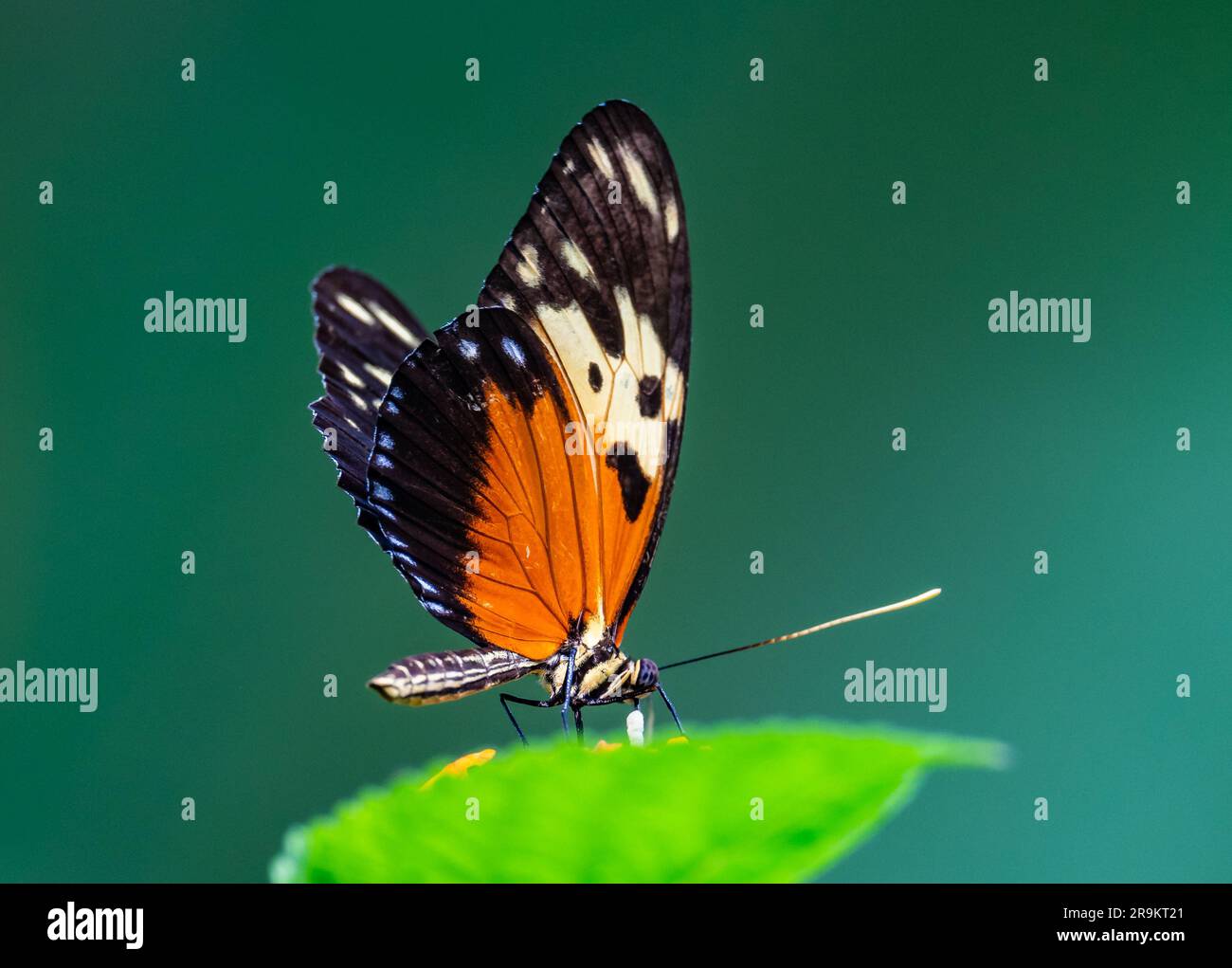 Numata longwing butterfly hi-res stock photography and images - Alamy