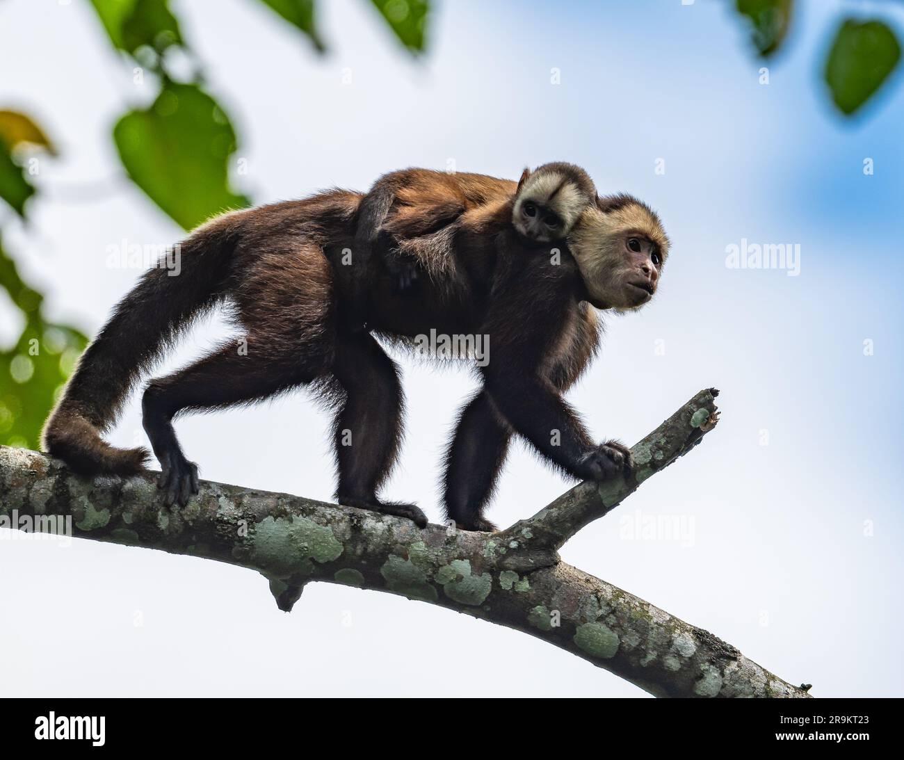 A Varied White-fronted Capuchin monkey (Cebus versicolor) mother ...