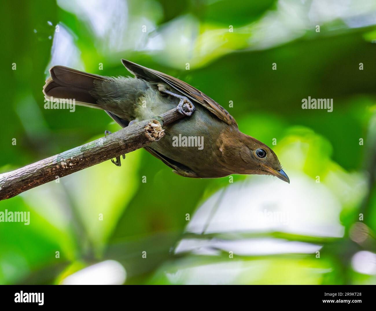 Russet winged schiffornis hi-res stock photography and images - Alamy