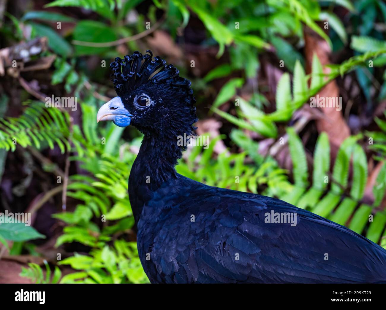 Blue-billed Curassow (Crax alberti) is a Critically Endangered species ...