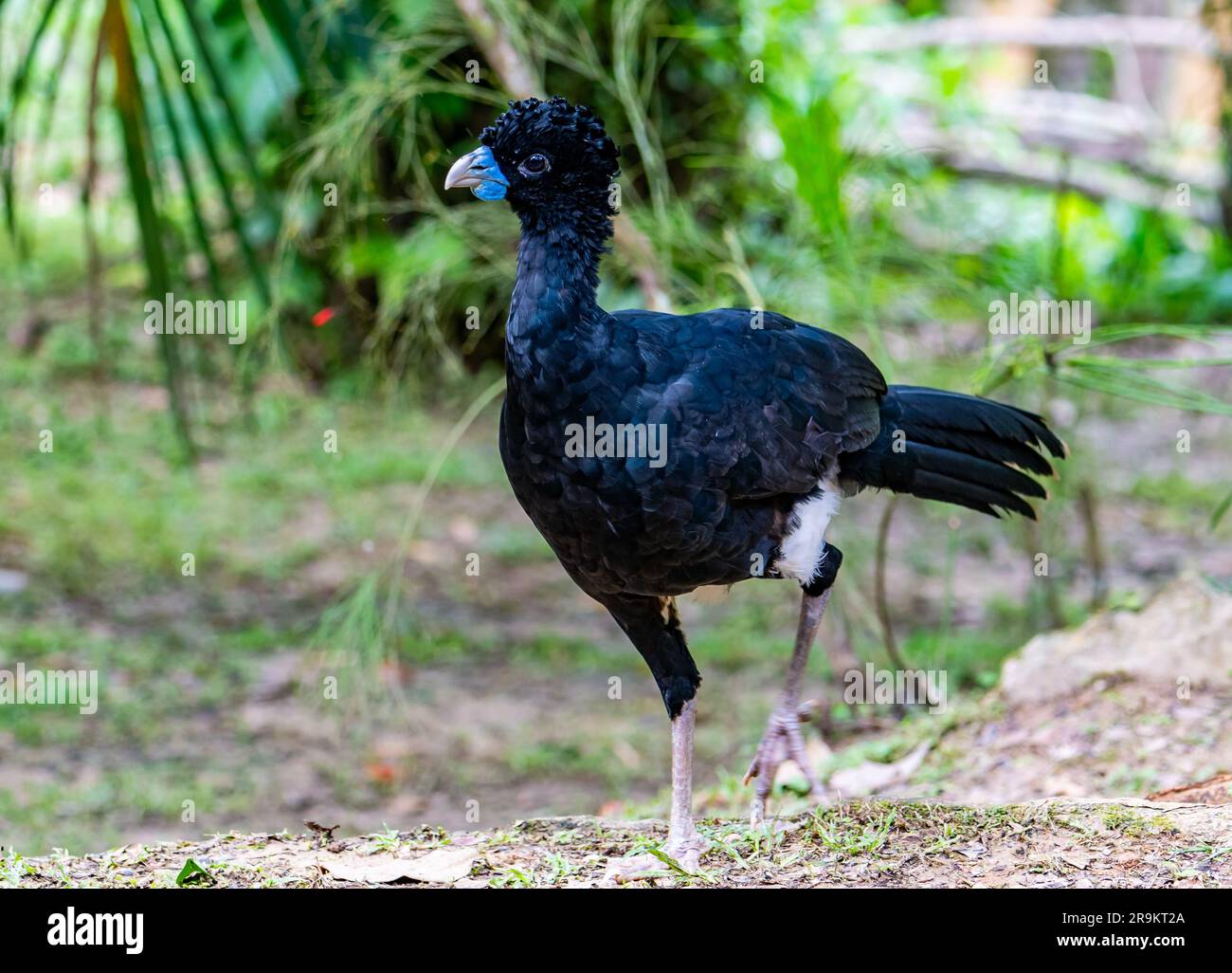 Blue-billed Curassow (Crax alberti) is a Critically Endangered species ...