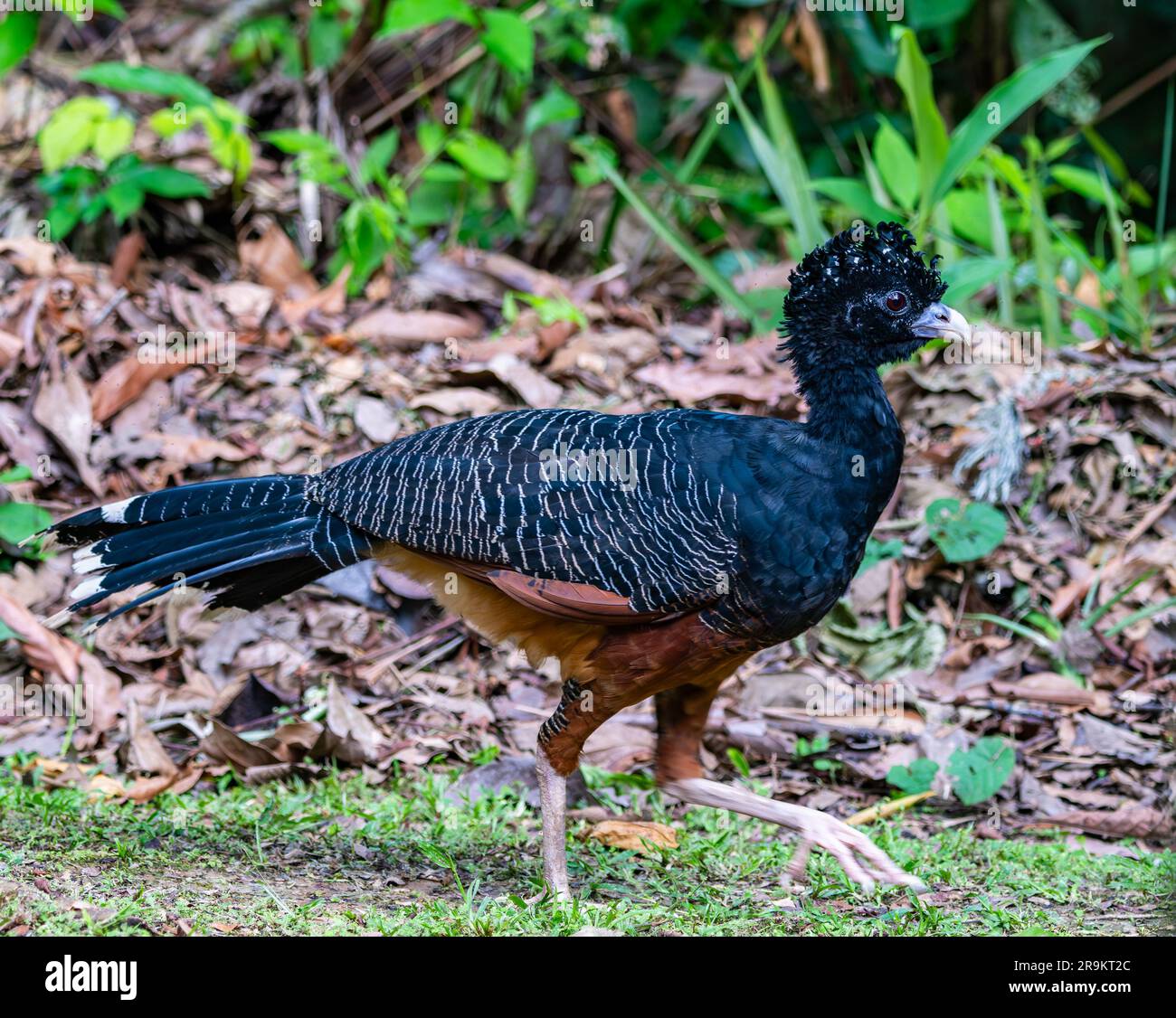 Blue-billed Curassow (Crax alberti) is a Critically Endangered species ...