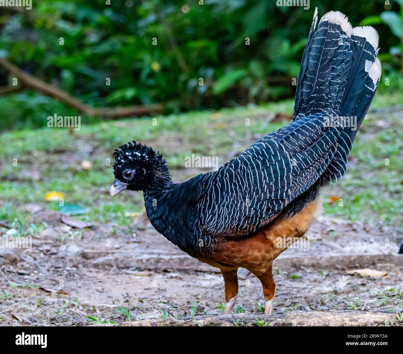 Blue-billed Curassow (Crax alberti) is a Critically Endangered species ...