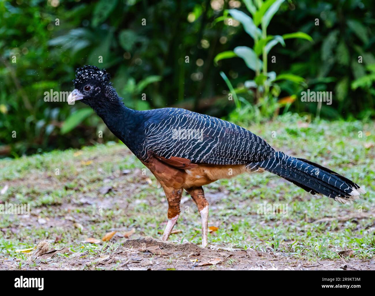 Blue-billed Curassow (Crax alberti) is a Critically Endangered species ...