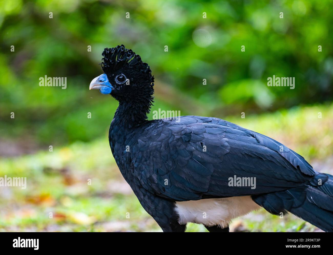 Blue-billed Curassow (Crax alberti) is a Critically Endangered species ...
