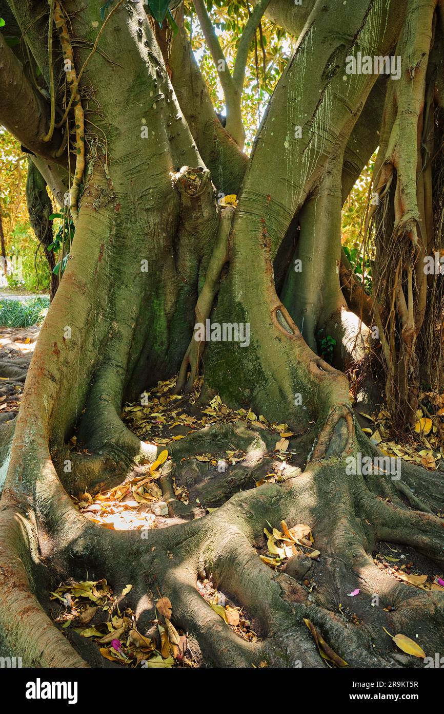 Ficus macrophylla trunk and roots close up Stock Photo - Alamy