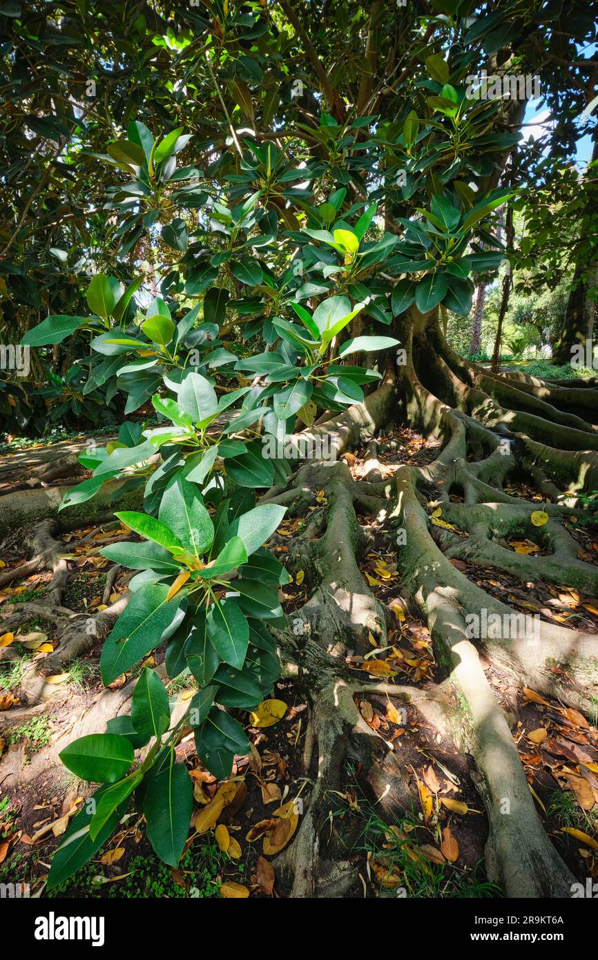 Ficus macrophylla trunk and roots close up Stock Photo - Alamy