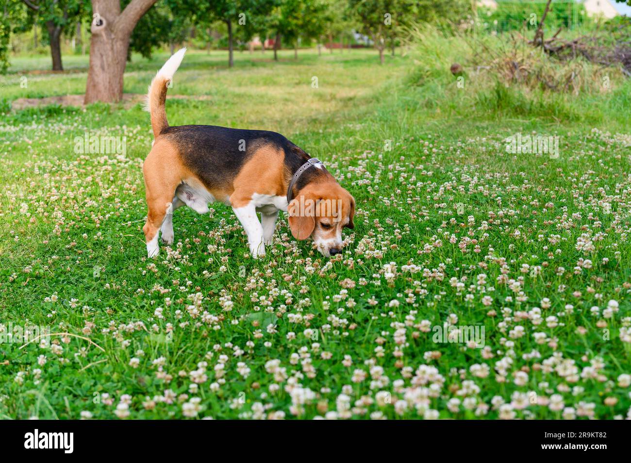 Clover lawn hi-res stock photography and images - Alamy