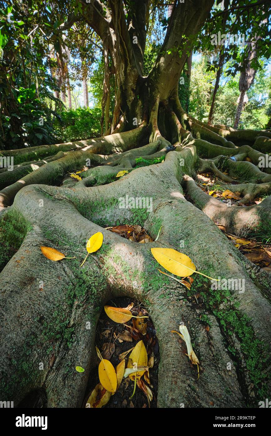 Buttress roots large ficus hi-res stock photography and images - Alamy