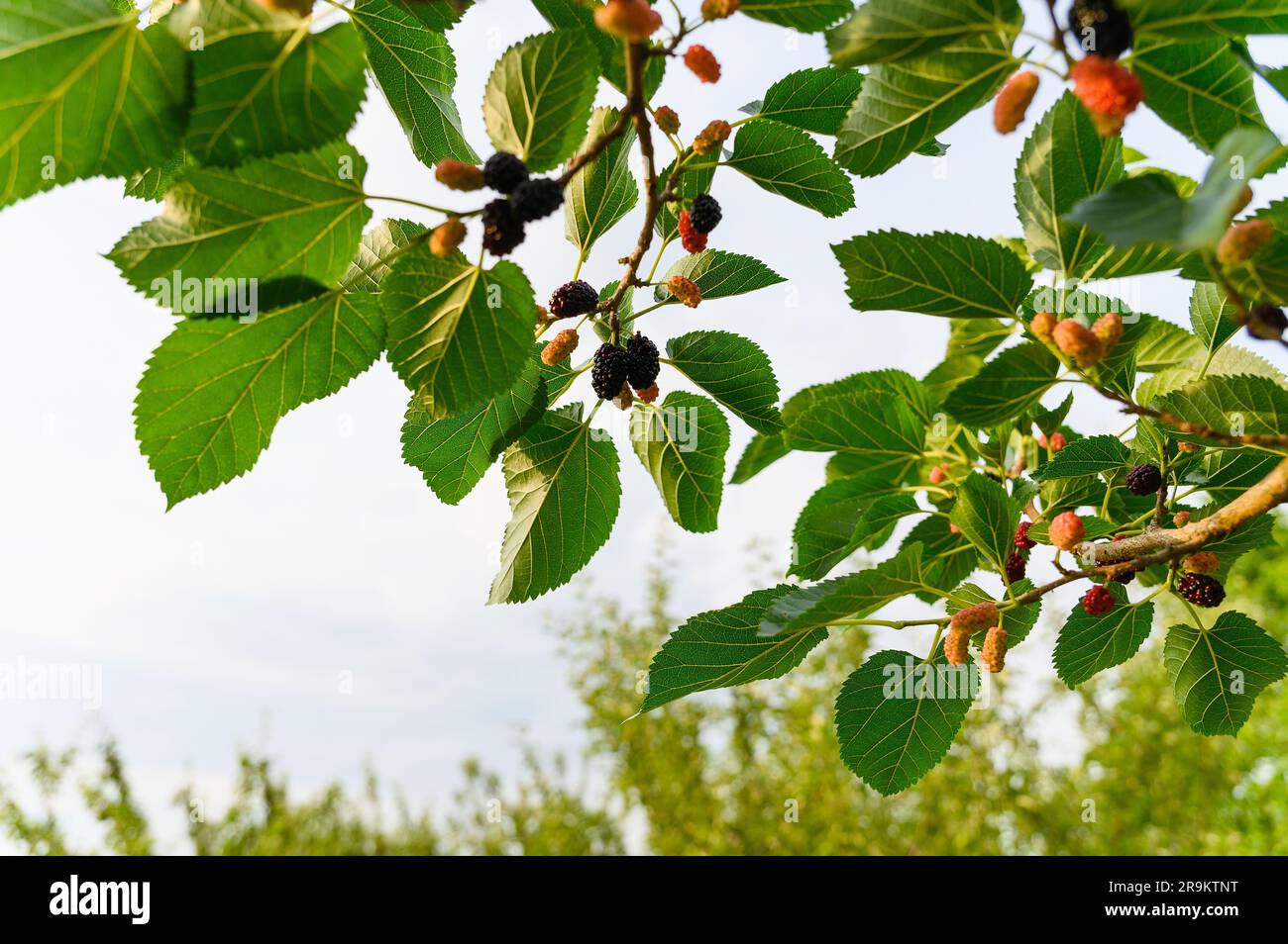 Berries of mulberry in foliage ripe on the branches of a tree, closeup ...