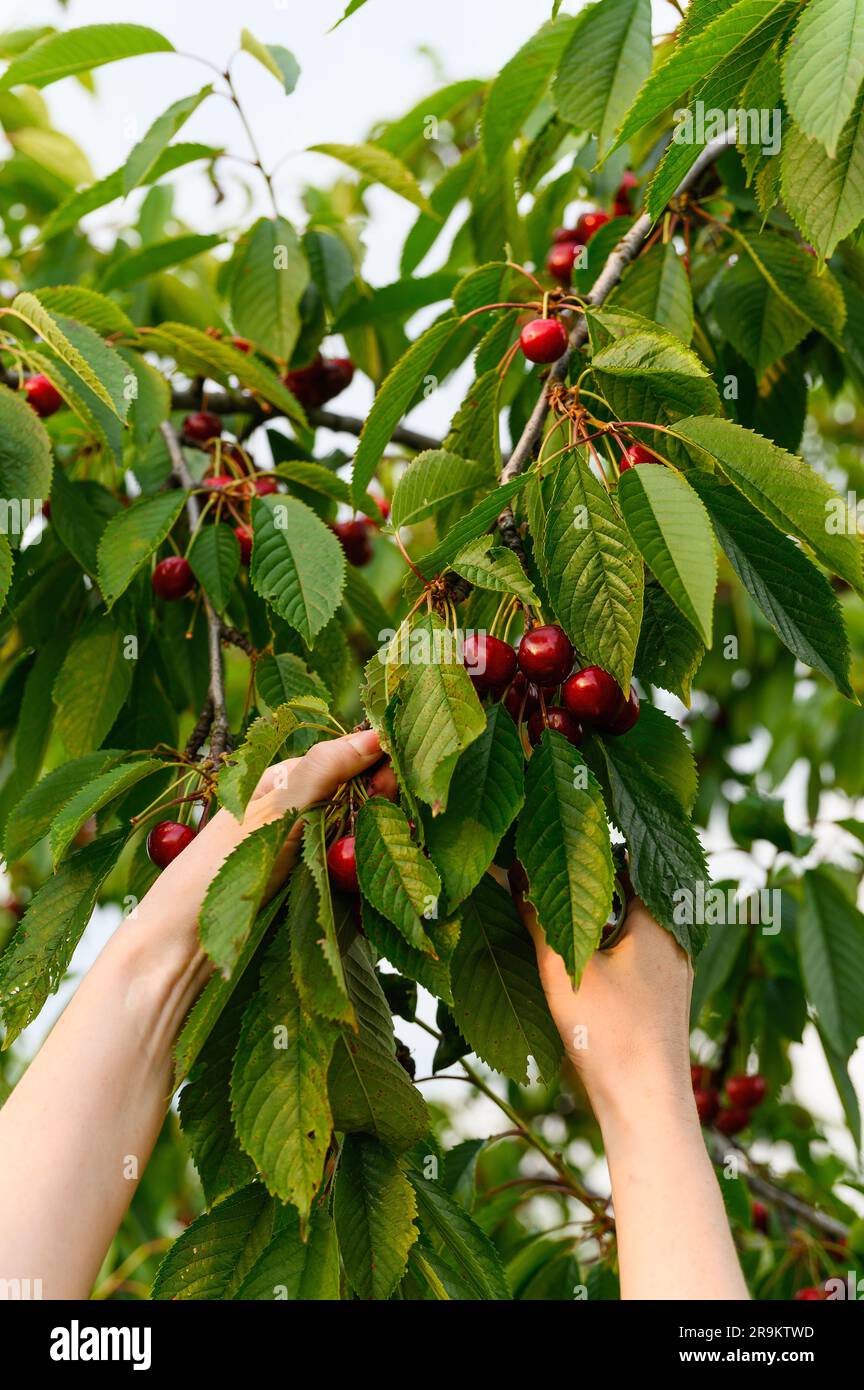Picking ripe cherry berries. The female hand is picking the ripe cherry ...